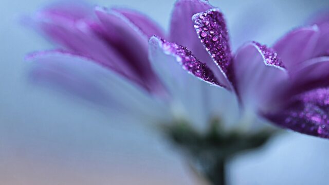 禅の全貌：歴史・教え・実践。現代を生き抜く智慧と心の探求。VIBRATION WORLD | 現代陰陽師 | スピリチュアルサイト